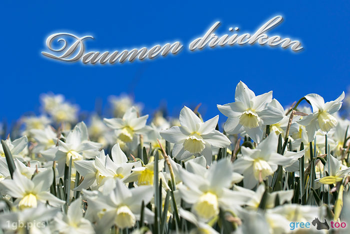 Daumen drücken Bilder, Gästebuchbilder, GB Pics | 1gb.pics